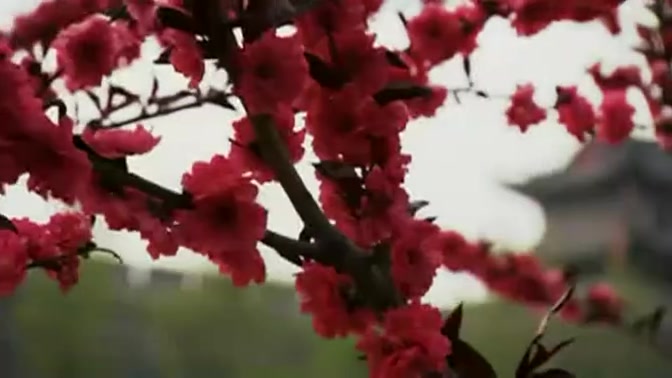 传统文化讲座 背景音乐