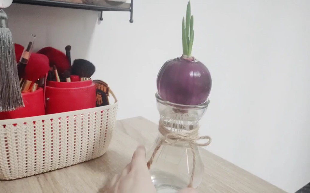 vlog 教你们水培葱,简简单单的绿植,把葱种在家里炒菜随时取