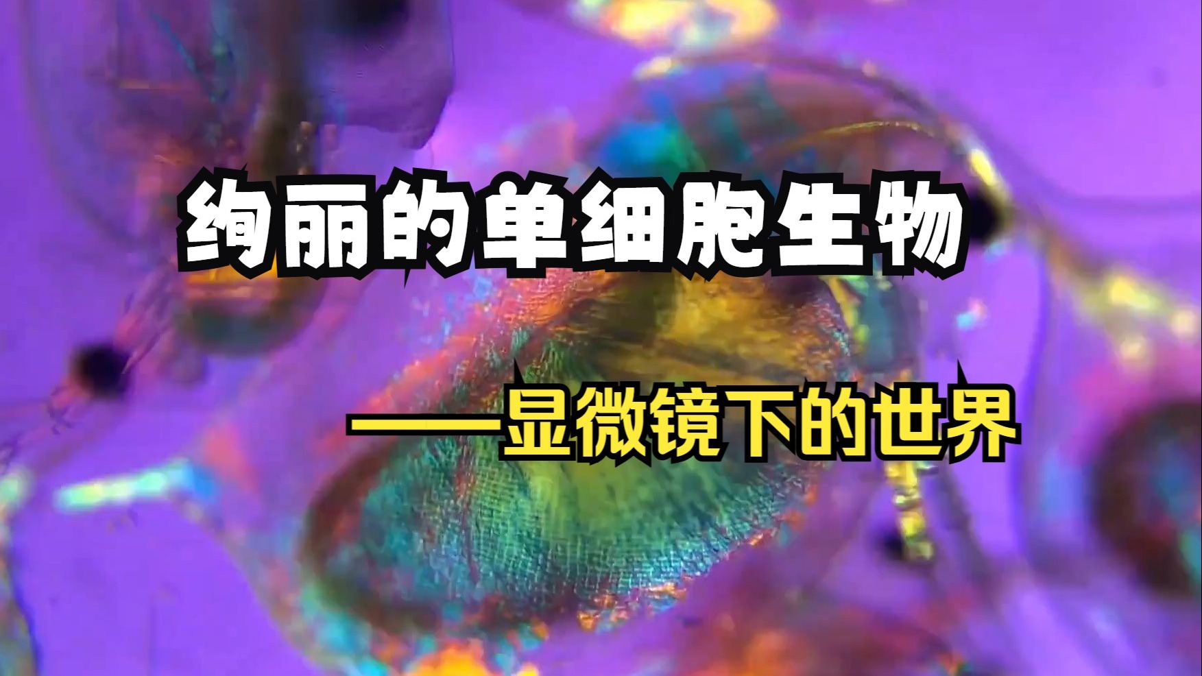 【中配】绚丽的单细胞生物,显微镜下的世界