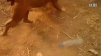 斗犬斗狗视频斗狗凶猛撕咬