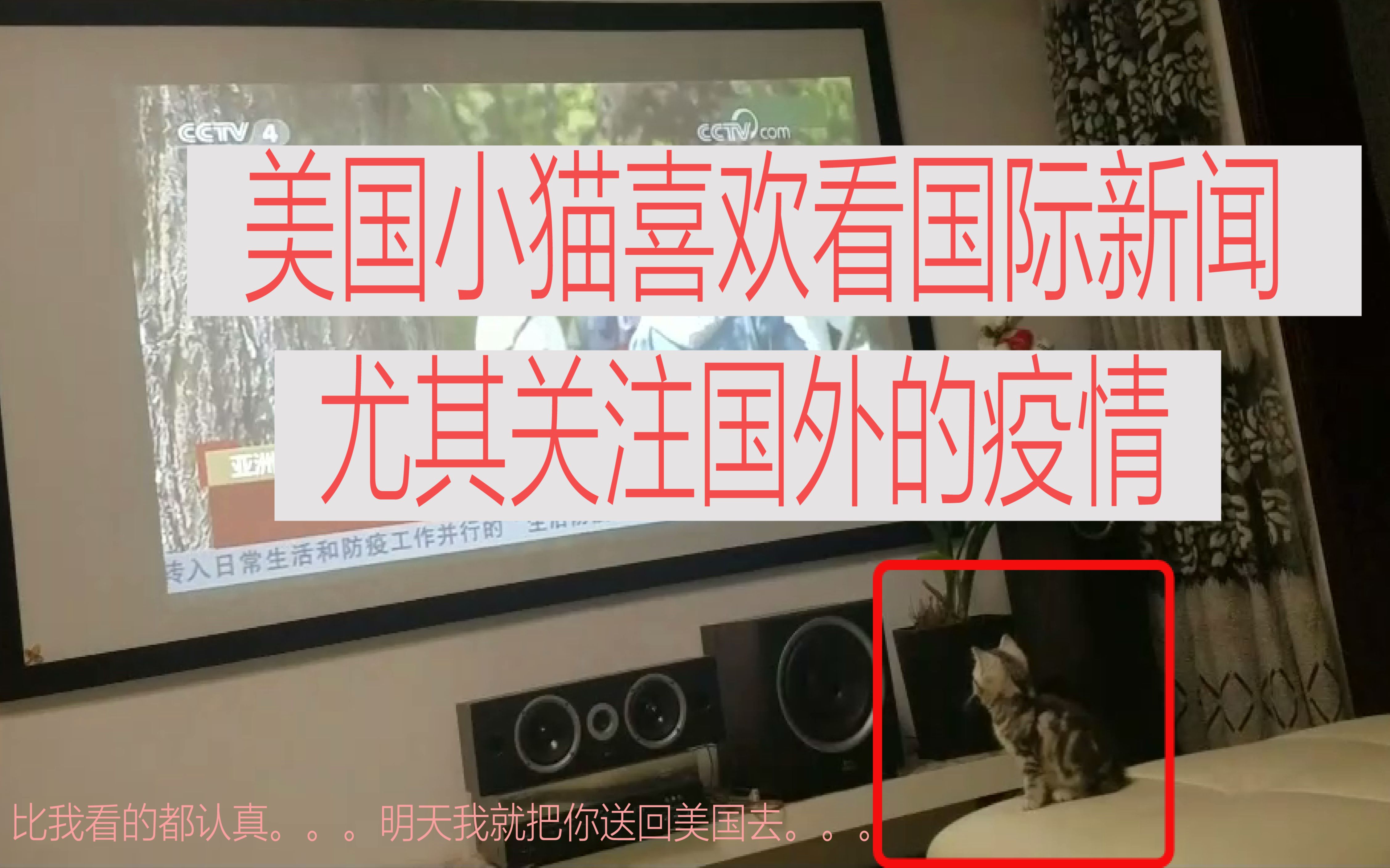 小猫看新闻尤其关心国外疫情,不愧是美国猫