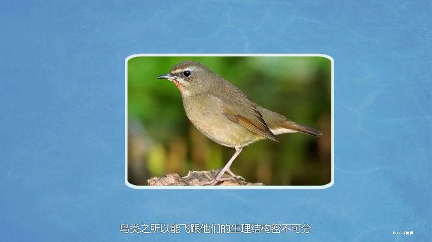 【科普】鸟类为什么会飞行