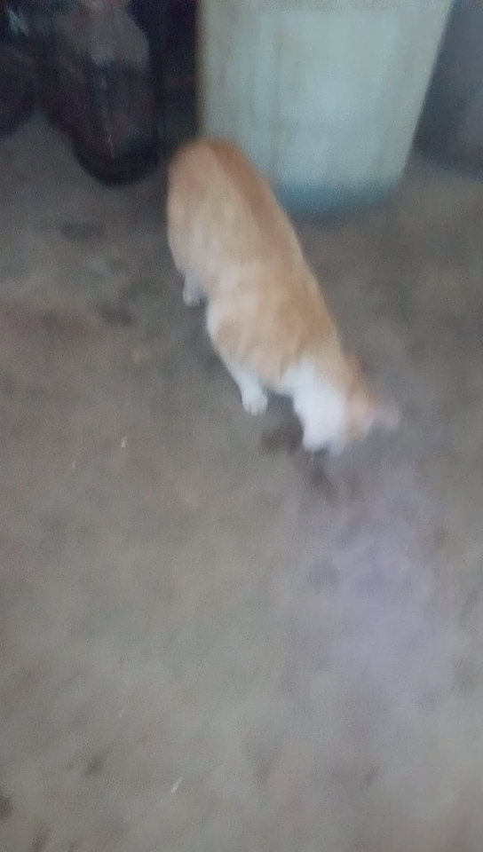 吃肉肉的猫星人2
