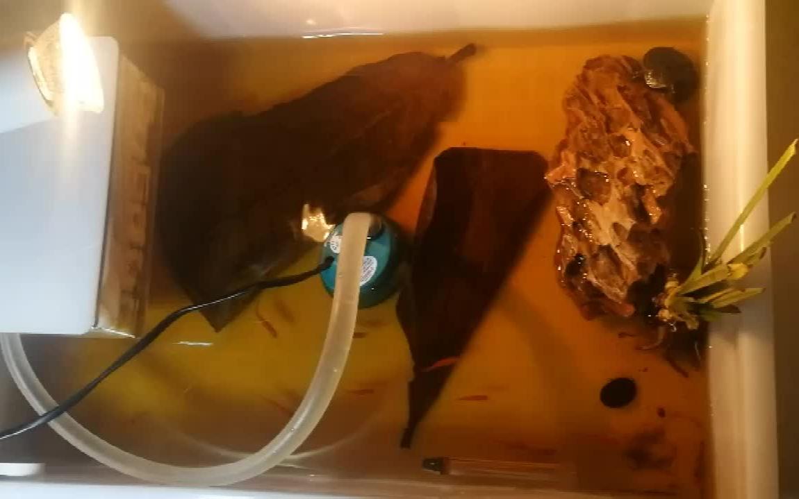 穷鬼up主的龟缸大改造加过滤器吐槽~