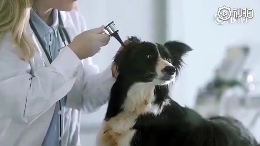 一个关于狗狗的公益视频,永远不要放弃你的善良,很感人