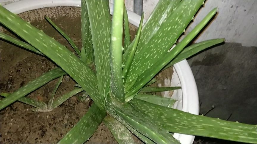 芦荟的养殖方法和用途
