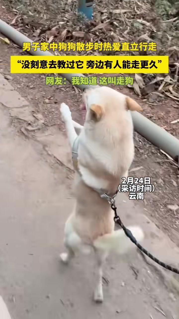 男子家中狗狗散步时热爱直立行走"没刻意去教过它旁边有人能走更久"(...