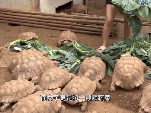 女子在家中的院子里面养了一窝乌龟,她每天都要来喂食乌龟