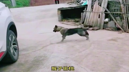 这小家伙太会了!后空翻简直是动物界的空中 acrobat 绝了