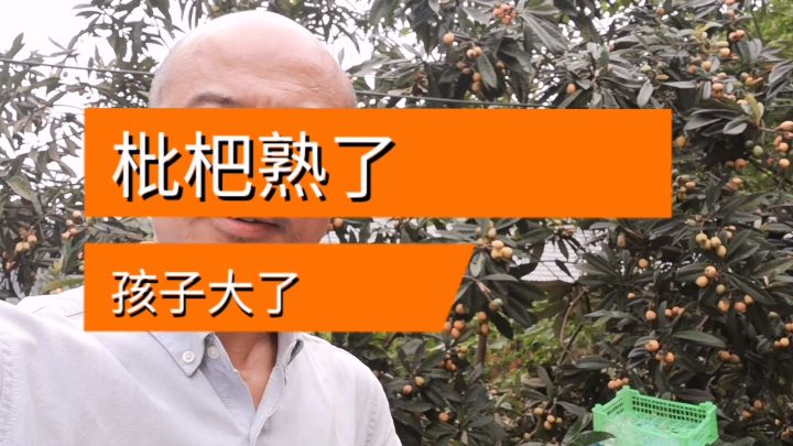 湘西地区养蜂人,周末和孩子一起摘枇杷,老师傅介绍新吃法