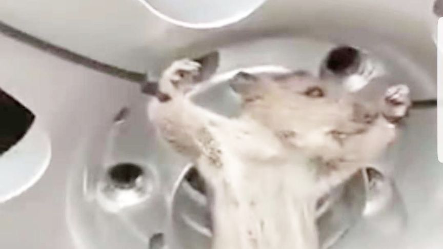 城会玩!老鼠被抓五花大绑在车轮上 还被施以“挠痒痒”酷刑!