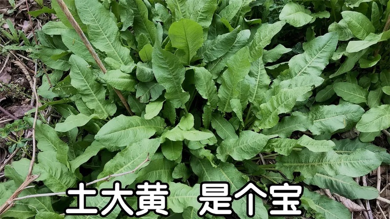 农村常见的植物土大黄,它有2个厉害用途解决不少人的烦恼