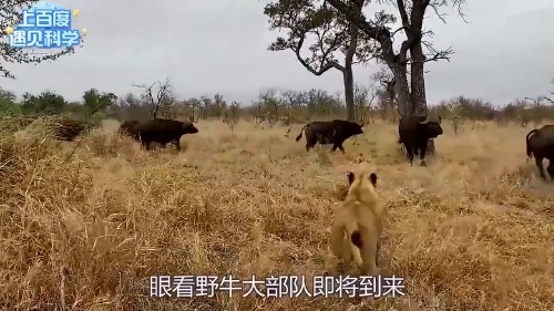 动物科学,母狮正在围攻野牛,不曾想野牛同伴杀到