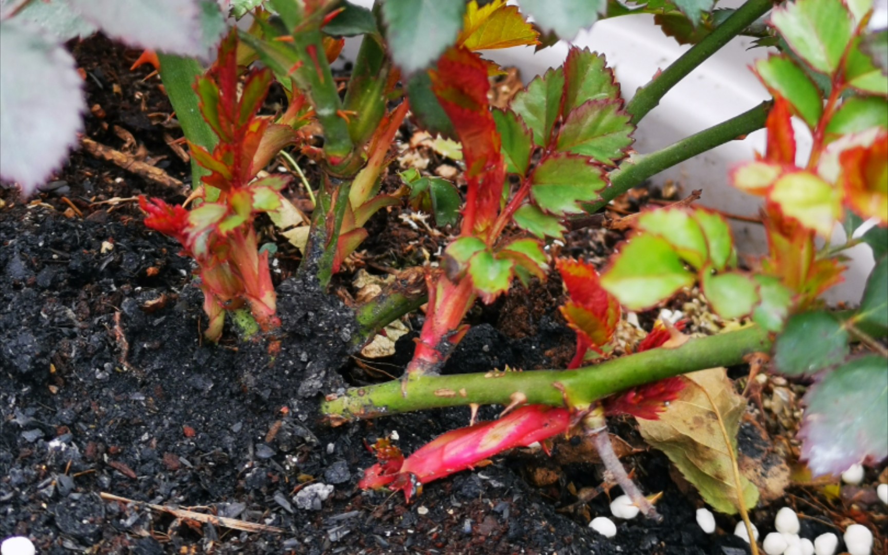 极乐净土月季园一年不打药实验心得总结+淘汰名单+稻壳炭在园艺中的...