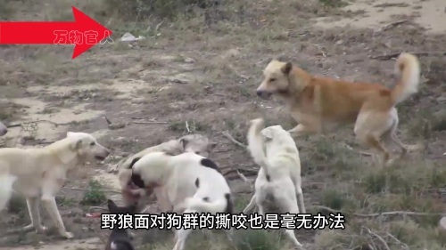 狗群撕咬一只野狼,野狼差一点被咬死