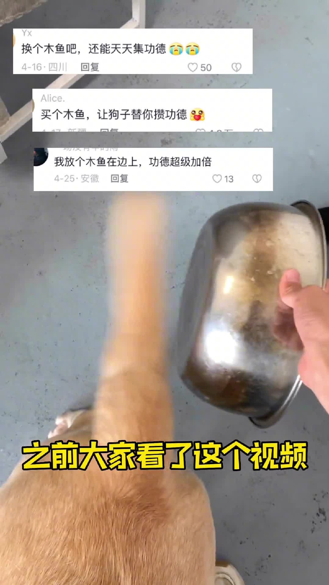 主打一个修身养性,今日功德已积满#萌宠出道计划 #家