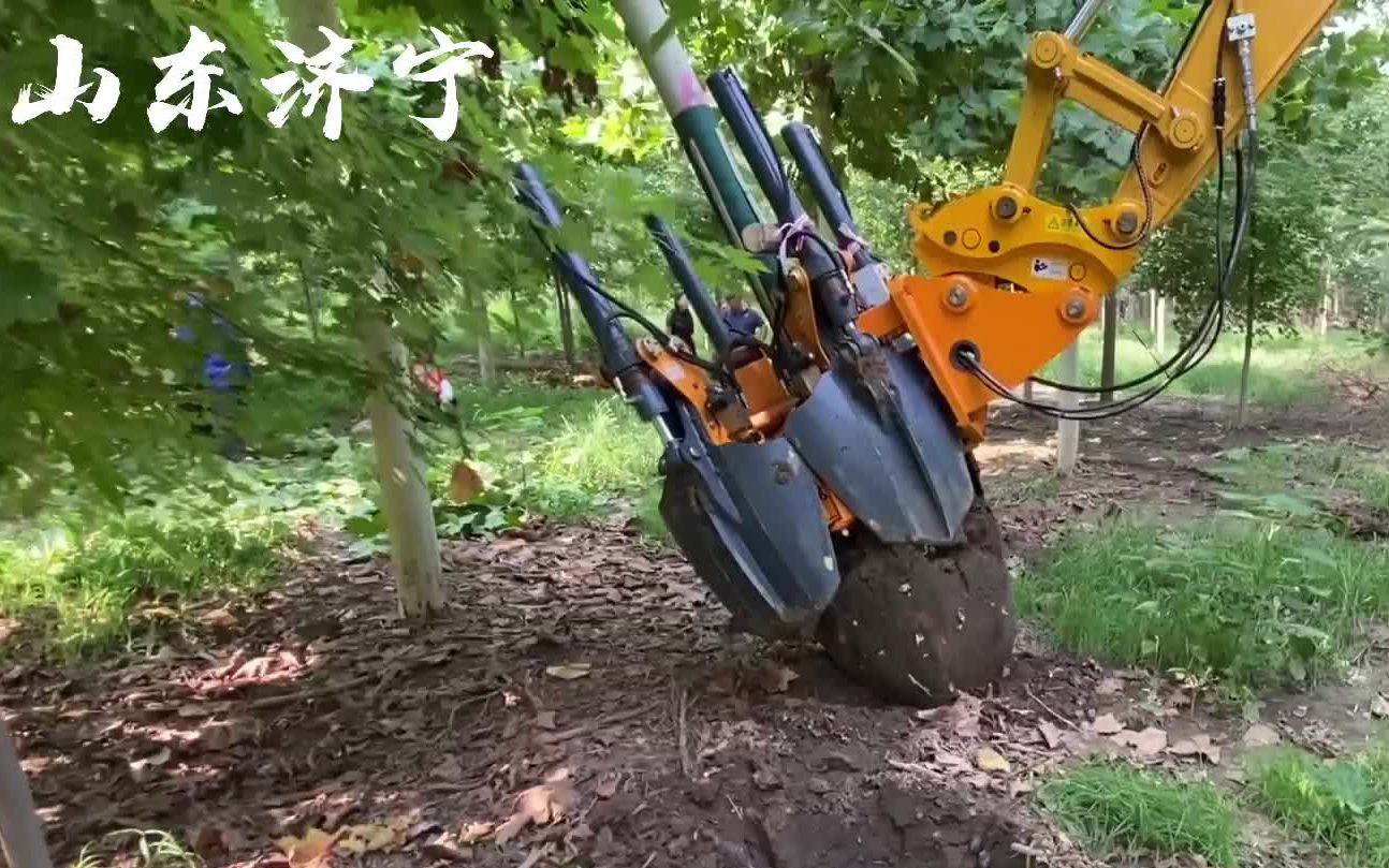 不谦虚了!国产最实用挖树机开始展示了,一分钟一棵树效率不要太快了,...