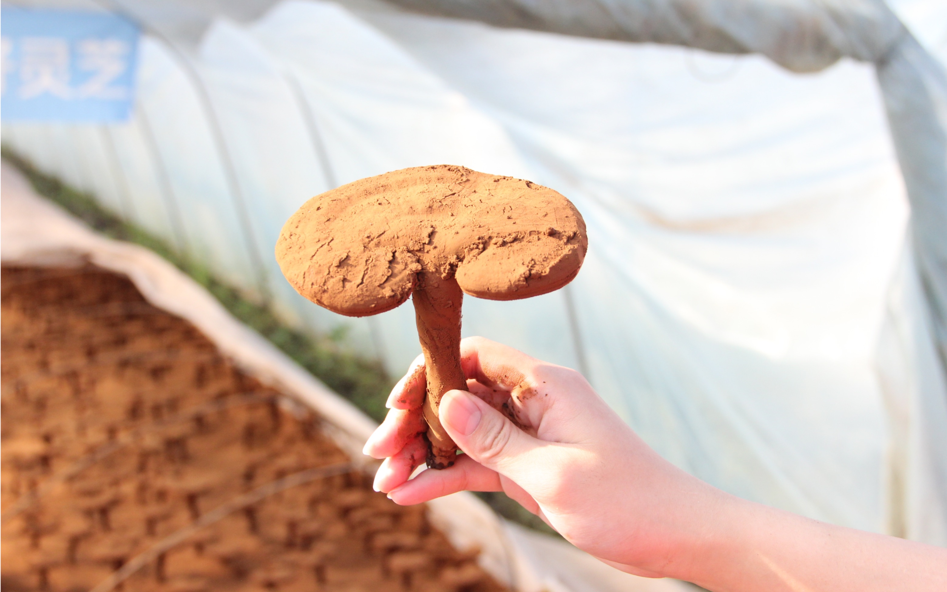 如何正确吃破壁灵芝孢子粉?快看!