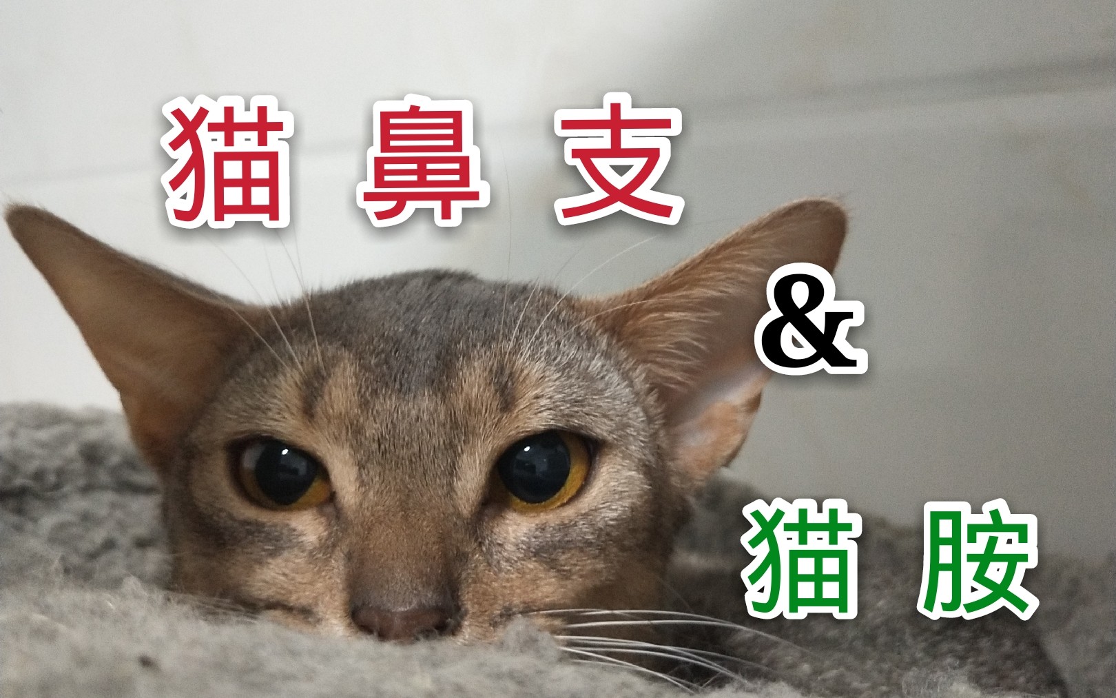 【野森猫舍】得了猫鼻支,猫胺(赖氨酸)有用吗?