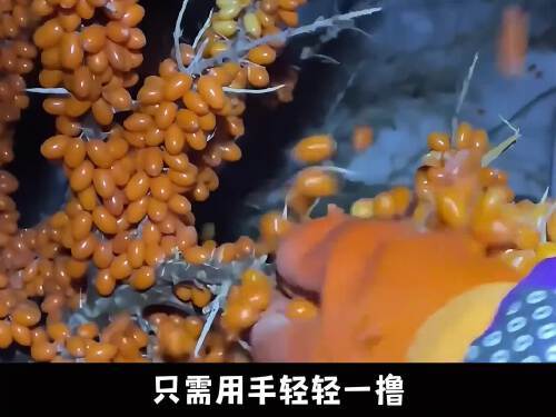 恐龙时代就有的沙棘果,竟有这么多营养,酸酸甜甜高维C!