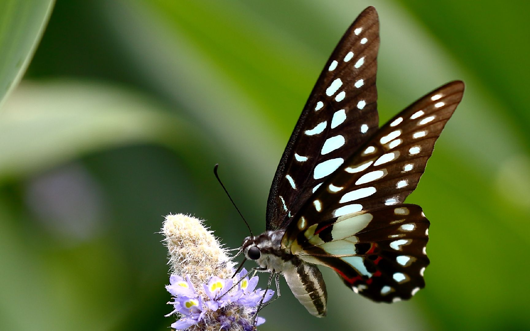化蝶,破茧成蝶全过程。