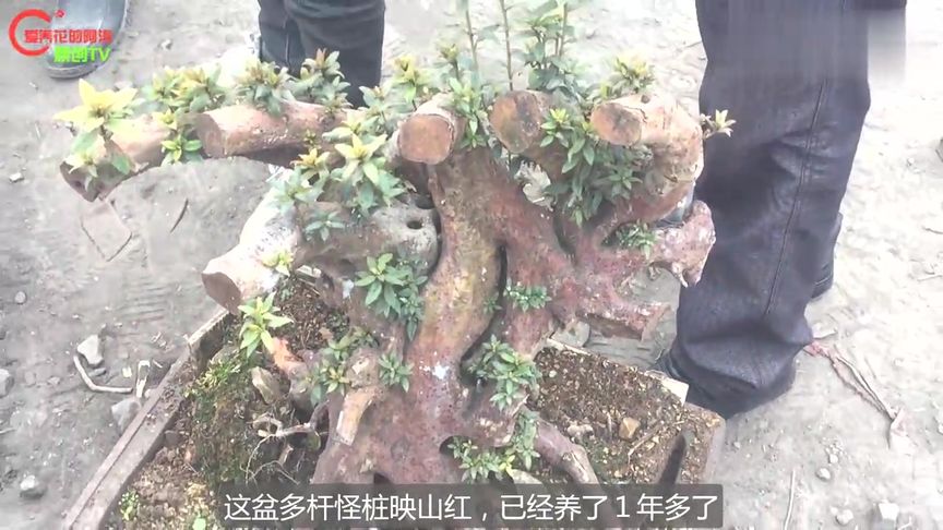 大叔7百5就买到怪桩“映山红”熟桩,捡漏了!网友:确实便宜!