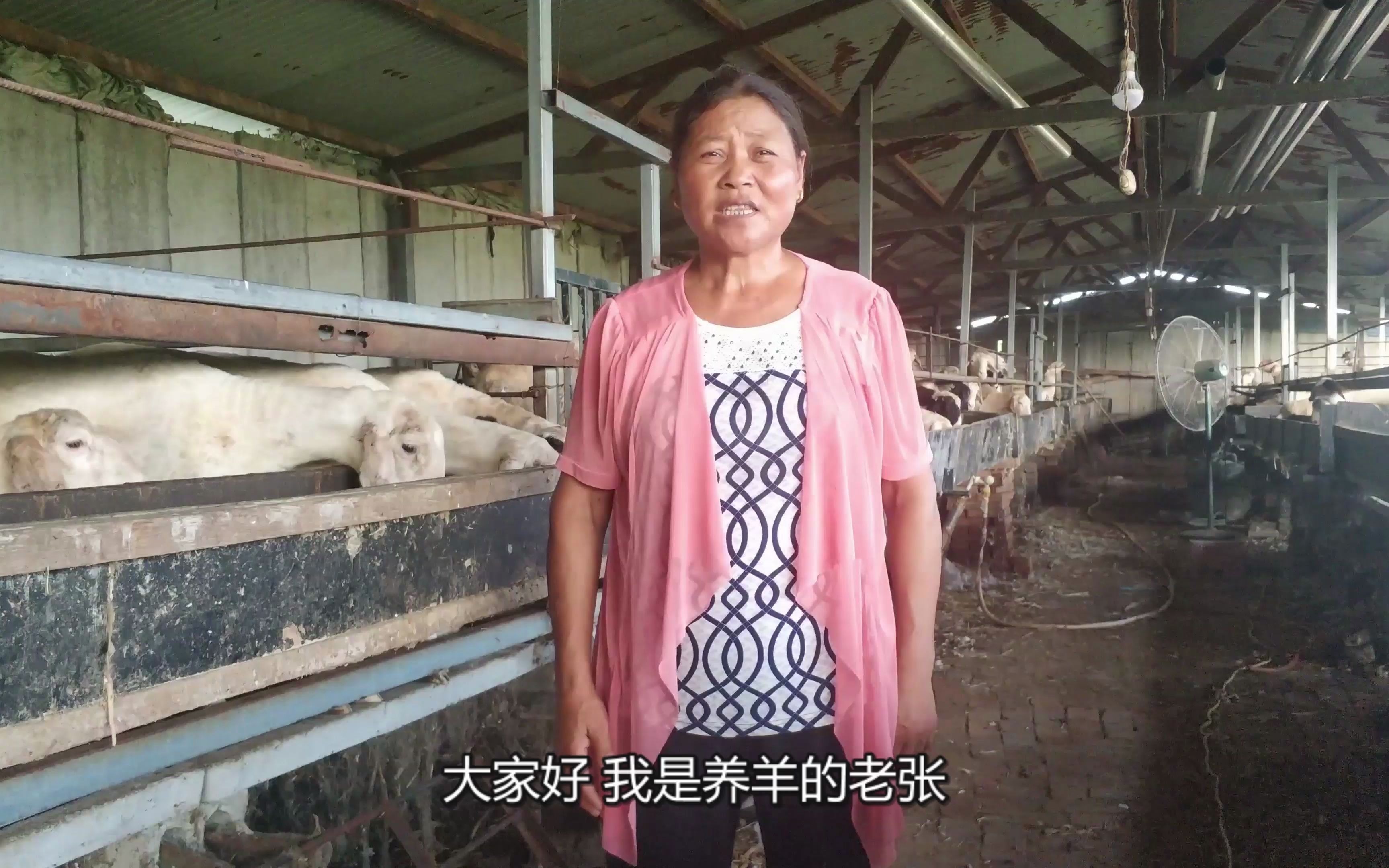 养羊老张分享:种公羊和母羊该如何选择?