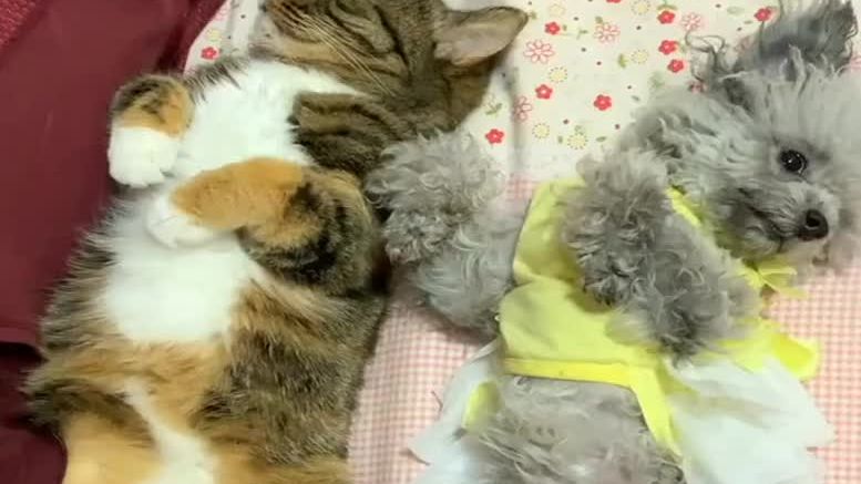一只做梦都在打架的猫,醒来后发现狗狗在旁边,一秒进入战斗模式