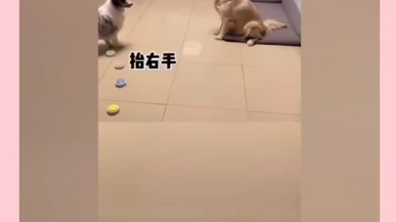 这是赤裸裸的智商压制#皮皮搞笑#皮皮搞笑神评论