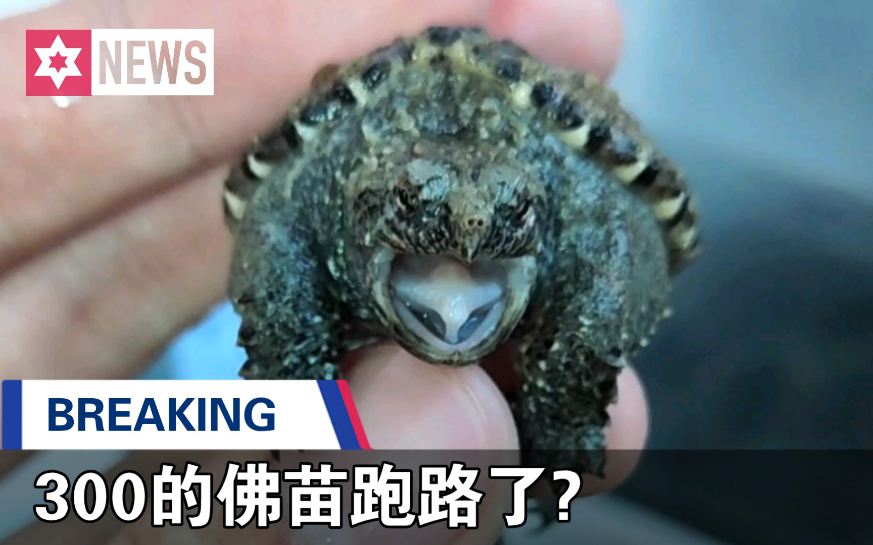 【危!300块买的佛苗跑路了?】