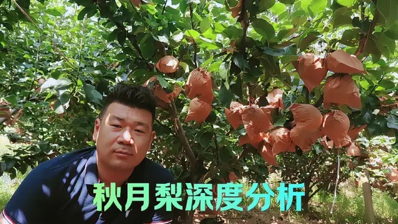 秋月梨品种深度分析