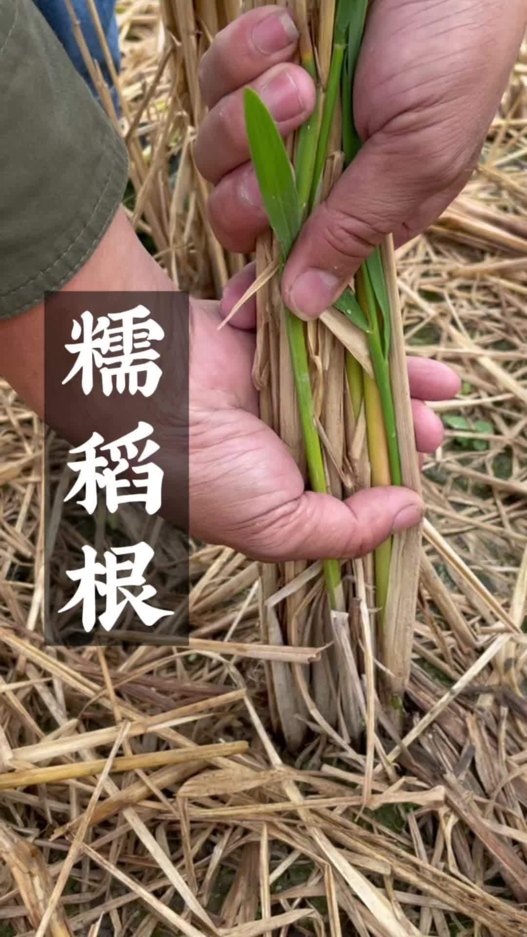 农村里常见的糯米稻草根我挖回来m