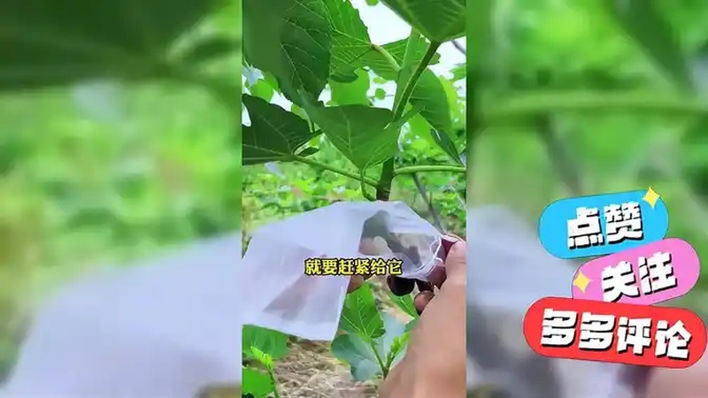 无花果结果了,赶紧给套上这个小袋子
