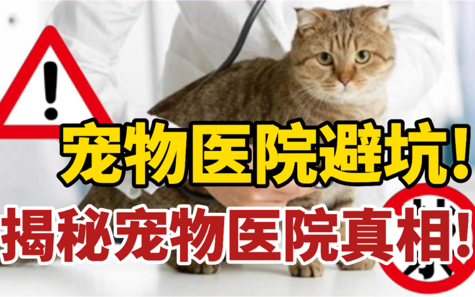 宠物医院避坑❌如何挑选靠谱医院❗️❓