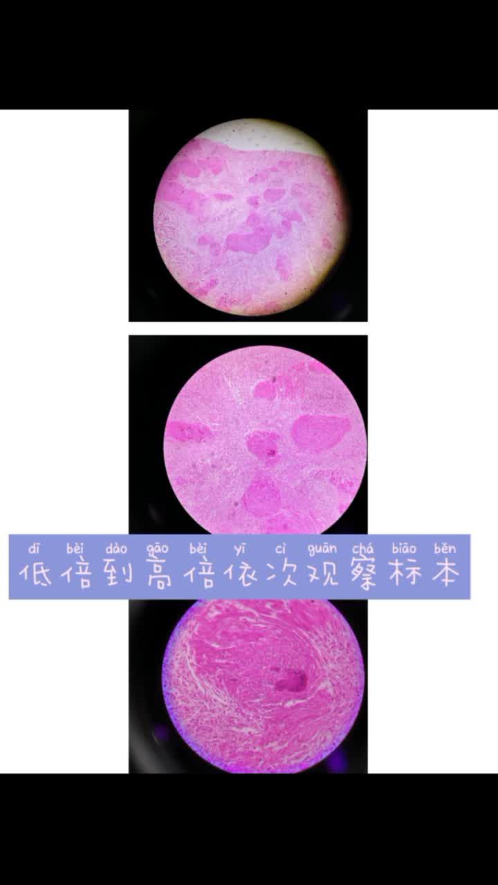 简易版显微镜使用教程~猜猜今天看的什么切片?