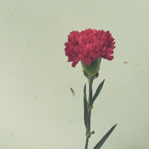 一朵流氓花 