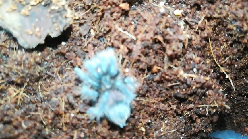 蜘蛛第4次蜕皮,退完皮后这次颜色好看多了,皮也很完整
