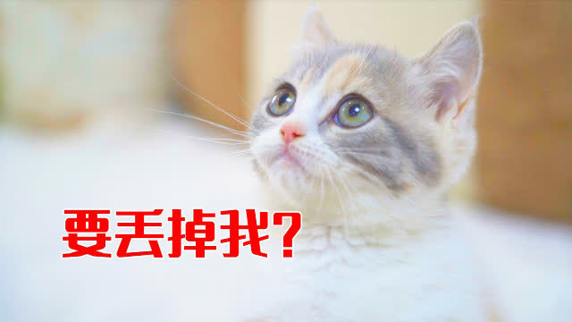 长辈说:猫身上有病毒,快把它丢掉!我该不该做?