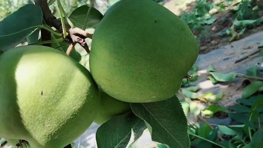 自然生长的早熟梨