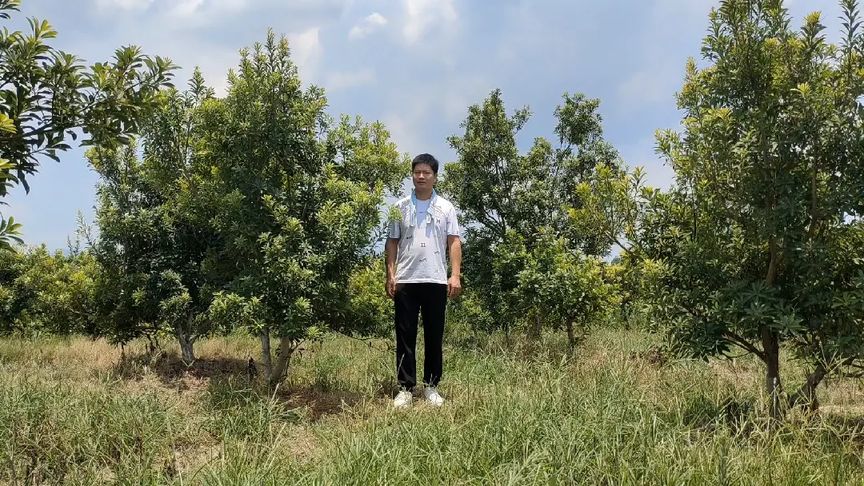 杨梅果树种植管理