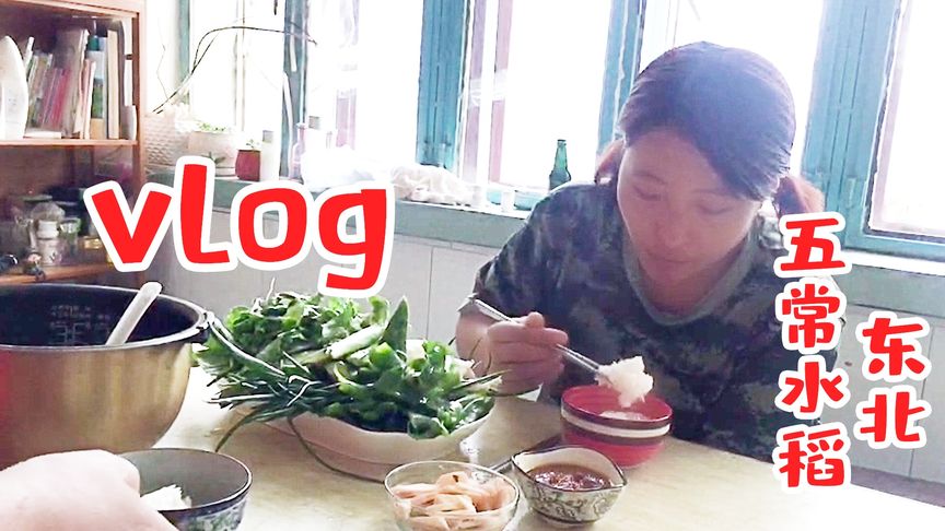 东北农村是怎么种五常水稻的?有一件事很重要