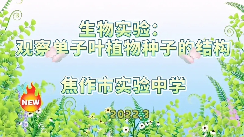 生物实验:观察单子叶植物种子的结构