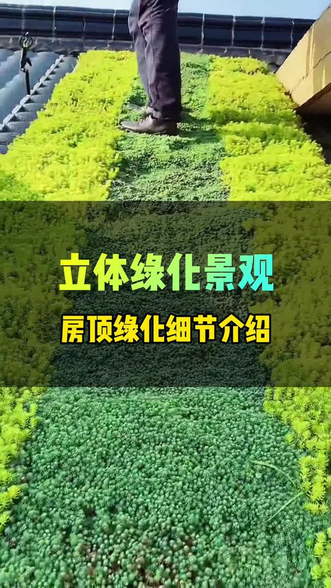 做屋顶绿化用什么盒子,绿植用什么,怎么浇水,一次性给你讲清楚 #屋顶...