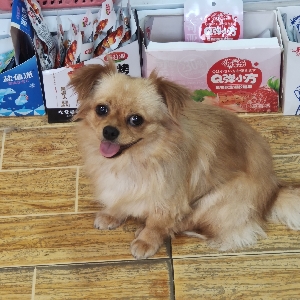 三七匣子 