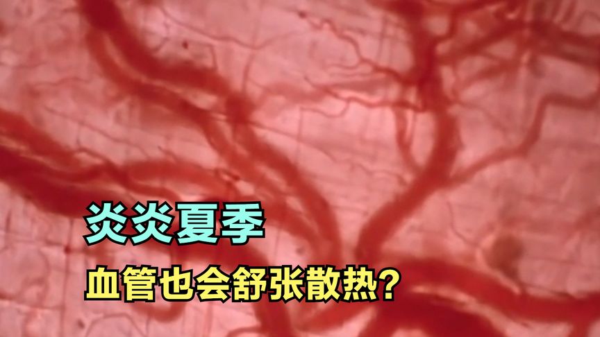 炎热的天气,舒张血管散热一下!