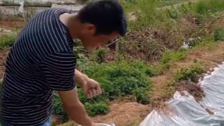 小伙自强不息!大中午打石灰给鱼塘消毒。