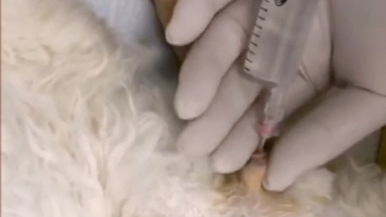 苏州贝恩 猫导尿管 猫 导尿