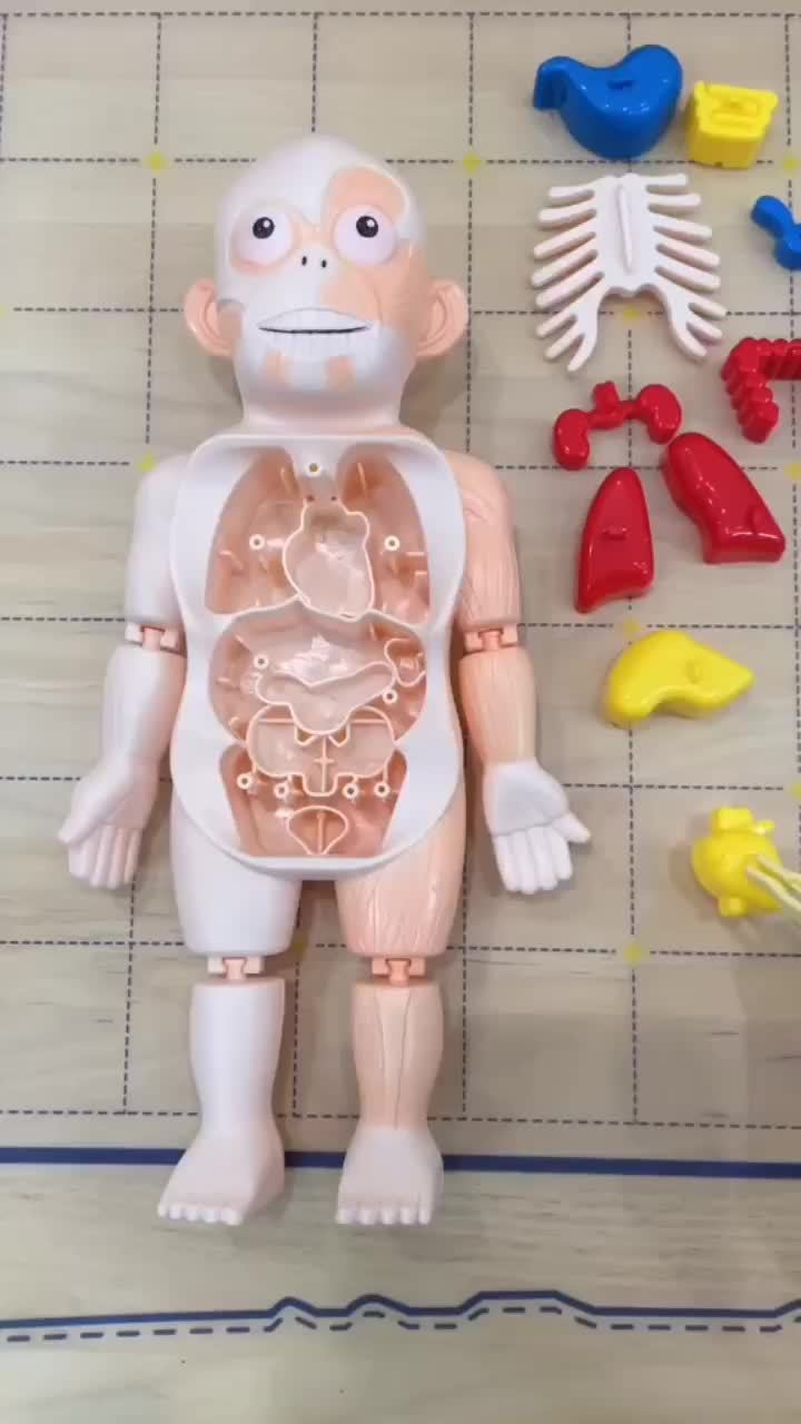 人体模型启蒙百科玩具可以教会孩子认识各种器官以及作用并且爱惜...
