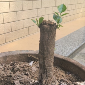阿良要斩仙 
