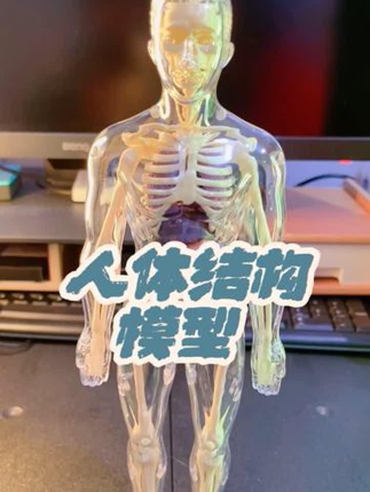 人体结构那点事#人体结构#人体#人体模型 #人体解剖学 #人体科普